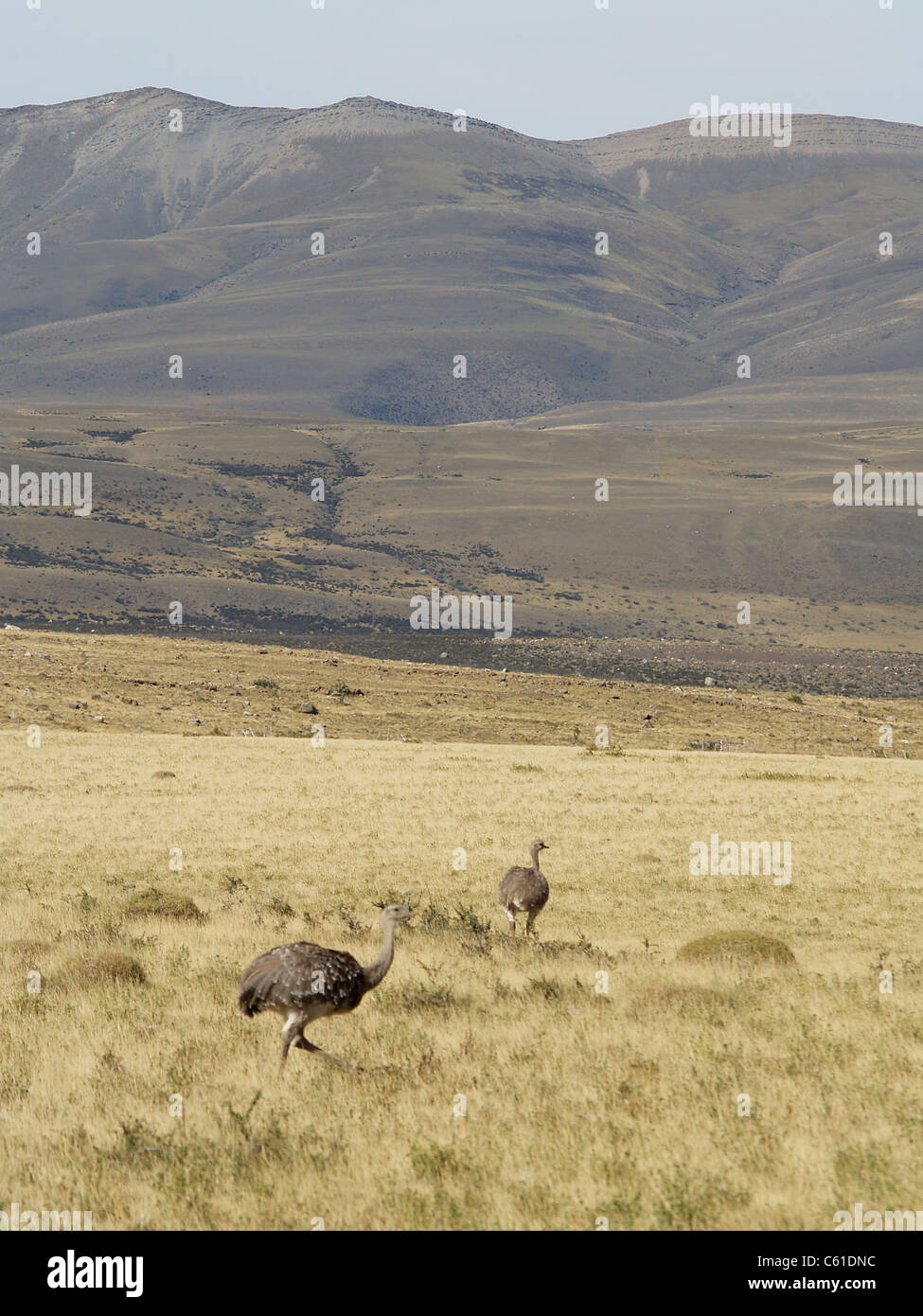 Lesser rhea hi-res stock photography and images - Alamy