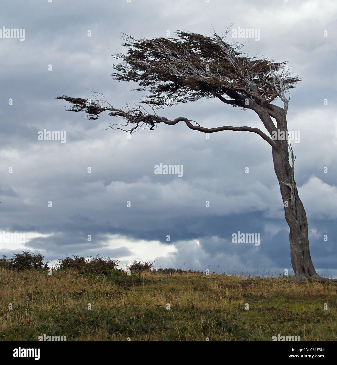 Famous banner trees of Tierra del Fuego, Argentina Stock Photo - Alamy