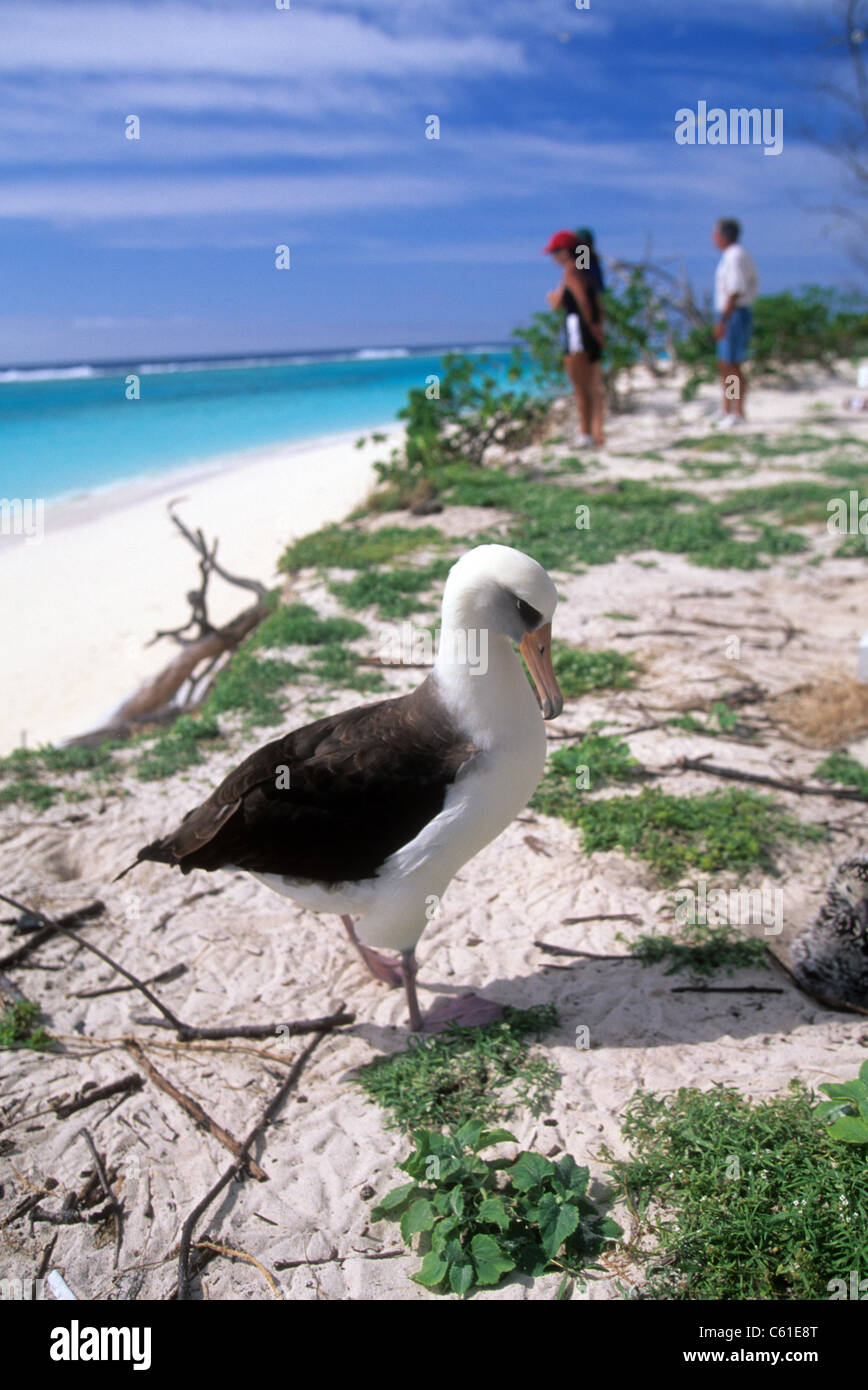 Albatross, Midway Island, Papahanaumokuakea Marine National Monument ...