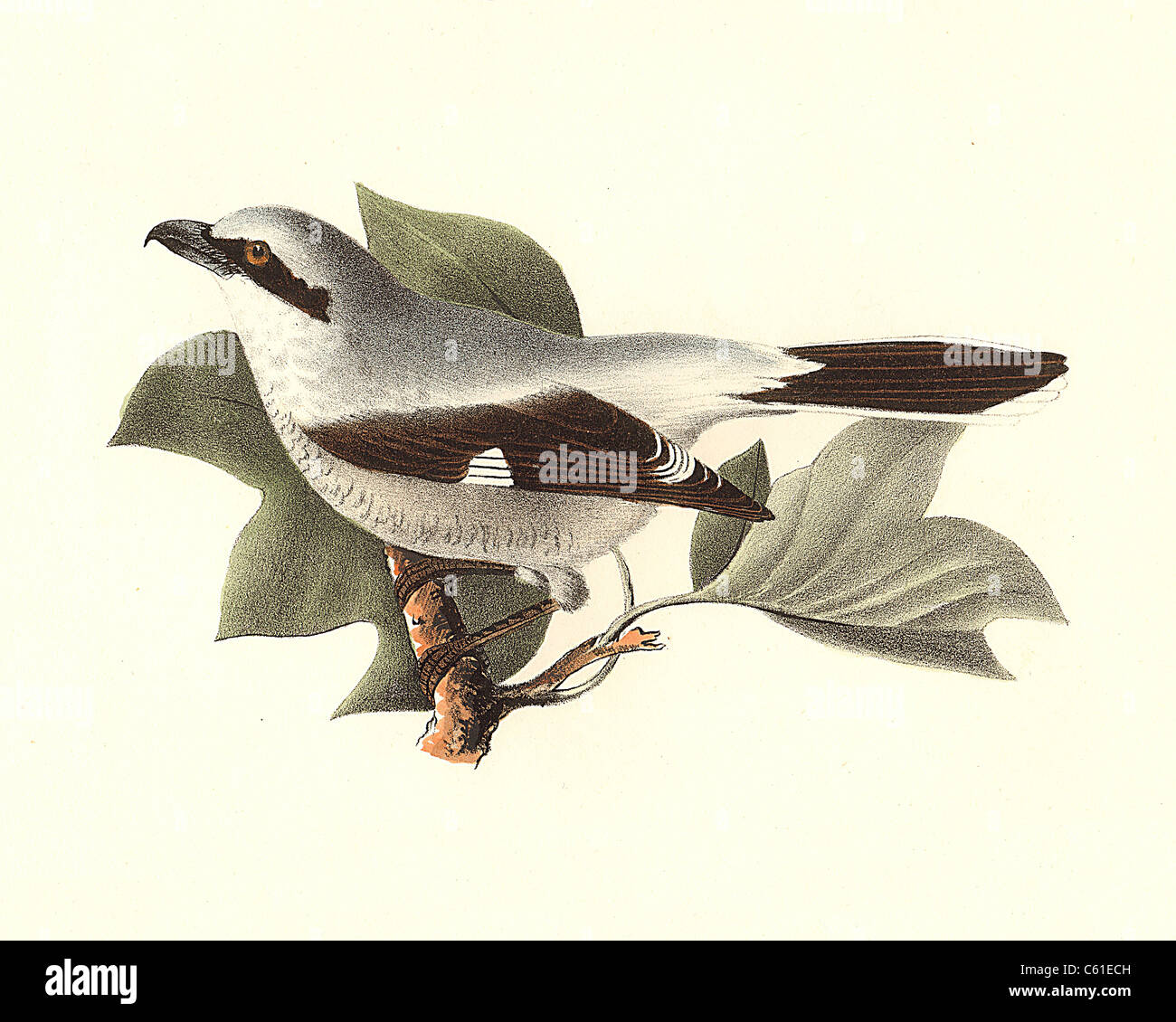 The Northern Butcher-bird, Great grey shrike, Northern Shrike (Lanius ...