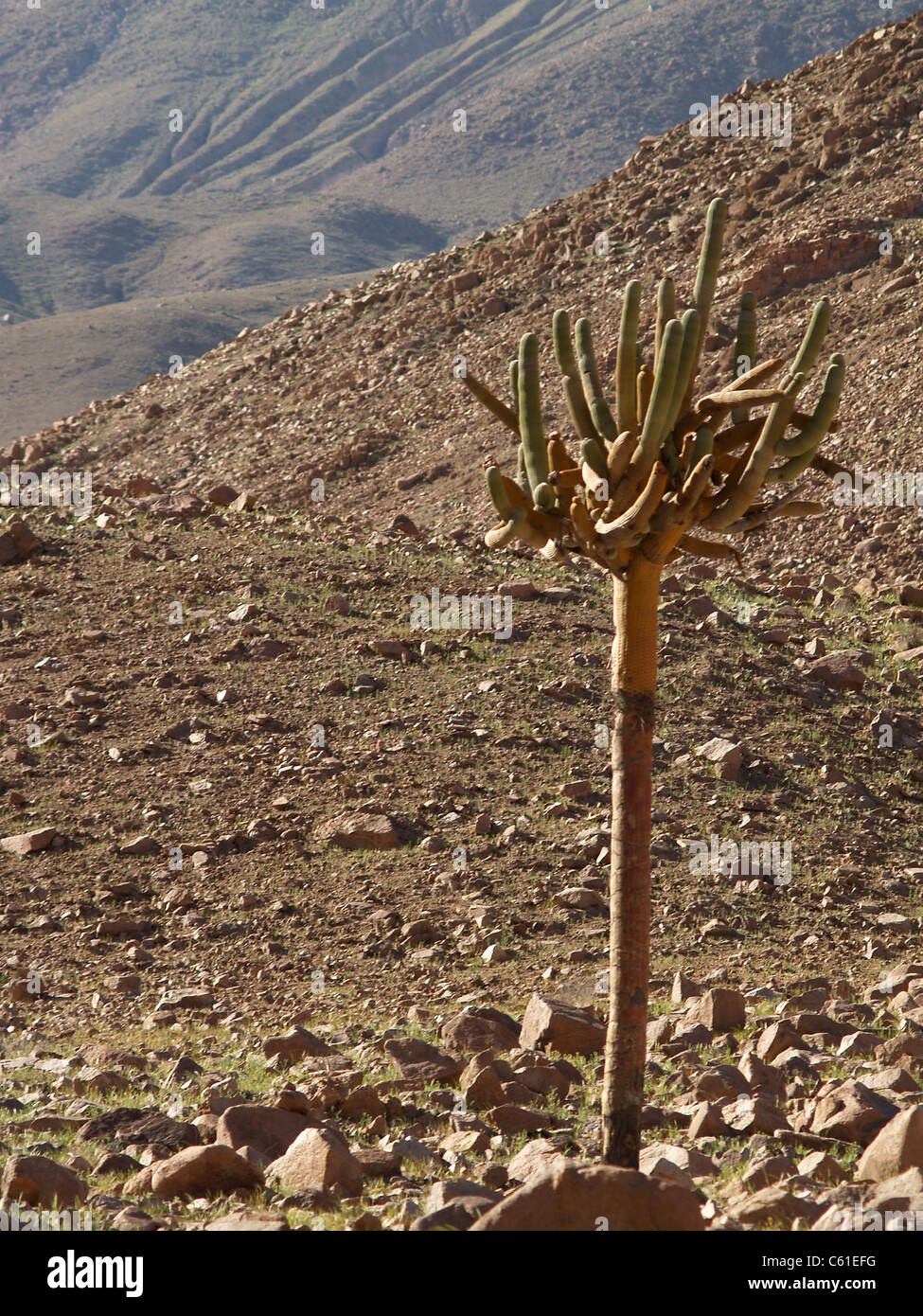 Cactus cacti chile hi-res stock photography and images - Alamy
