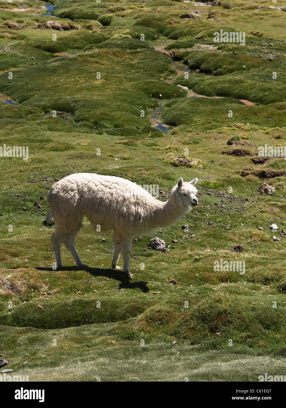 Young alpaca Parque Nacional Lauca, Chile Stock Photo - Alamy