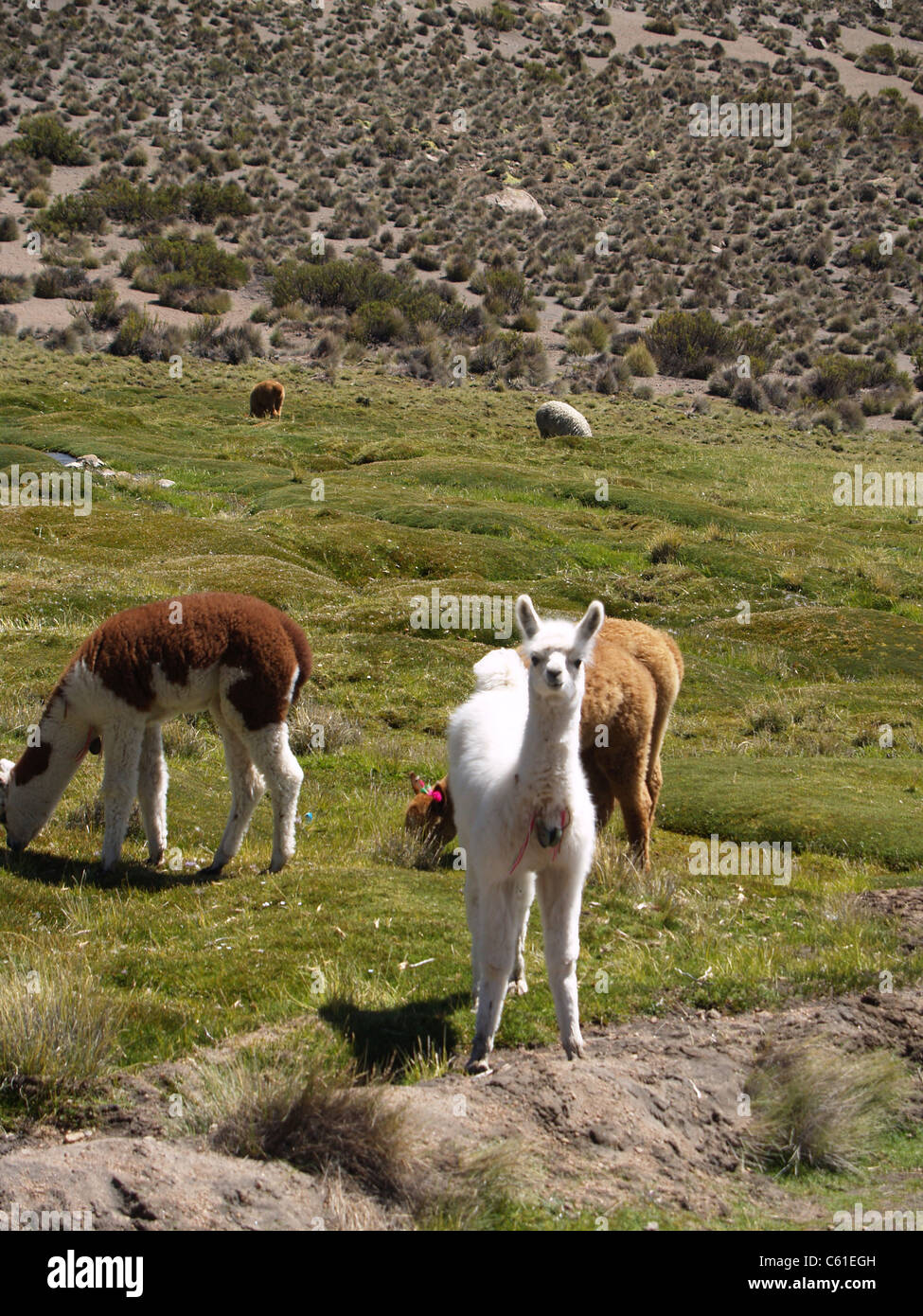 Young alpacas, Parque Nacional Lauca, Chile Stock Photo - Alamy