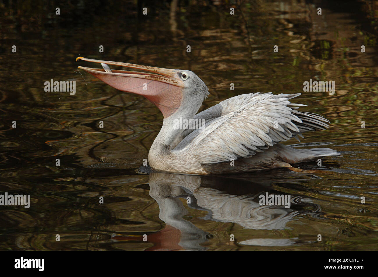 A swimming White Pelican catches a fish in its beak and throat pouch ...