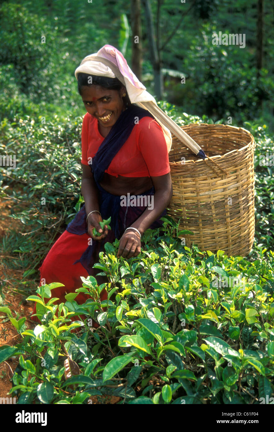 Tamil woman tea picker Sri Lanka Stock Photo - Alamy