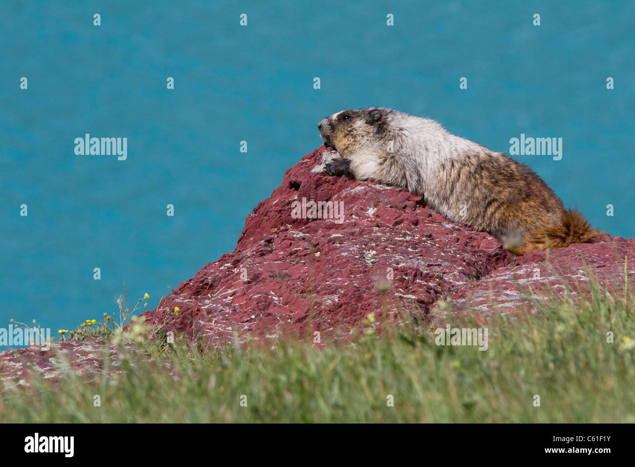 Hoary marmot (Marmota caligata) resting in front of Cracker Lake ...