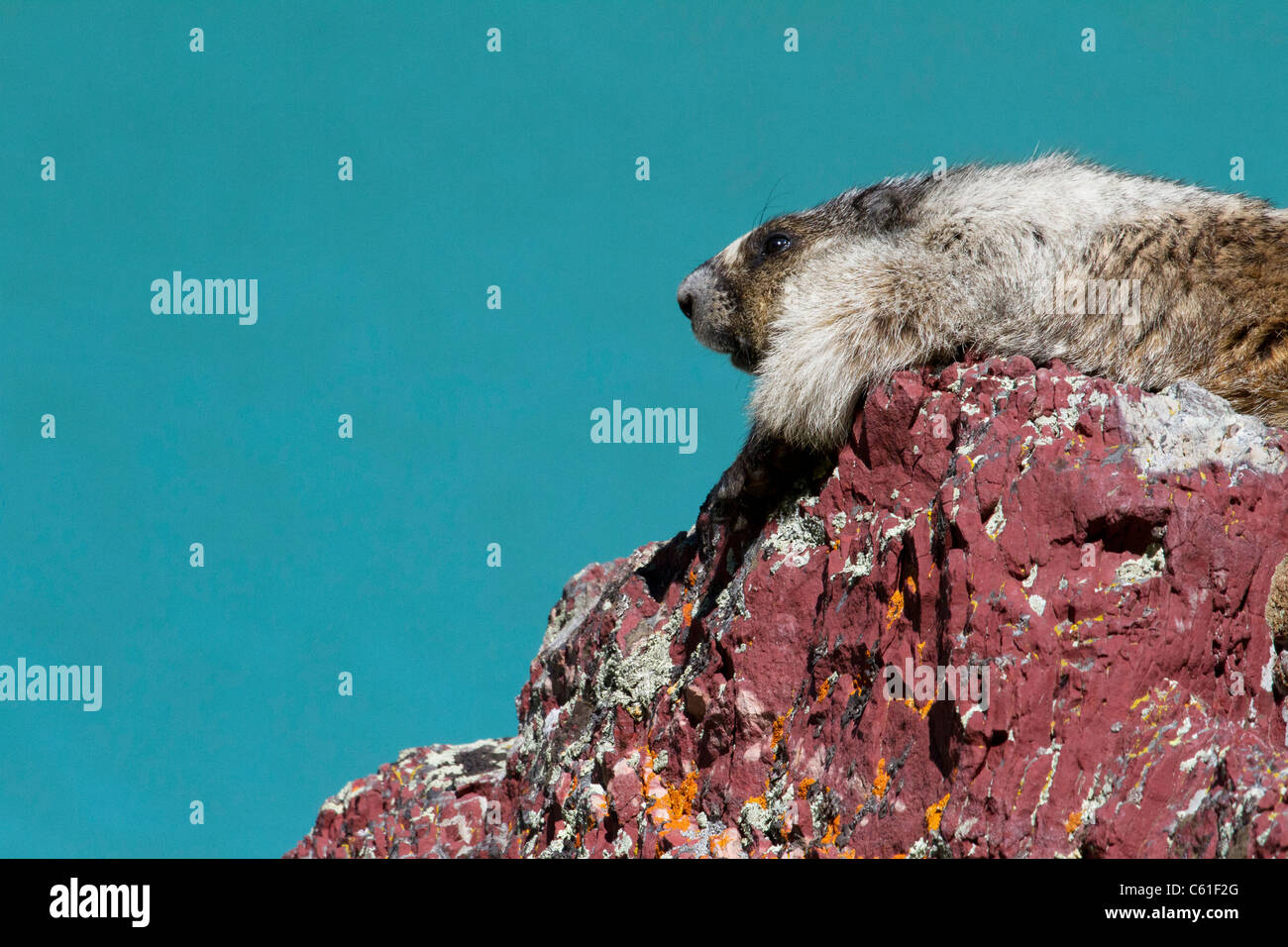 Hoary marmot (Marmota caligata) resting in front of Cracker Lake ...