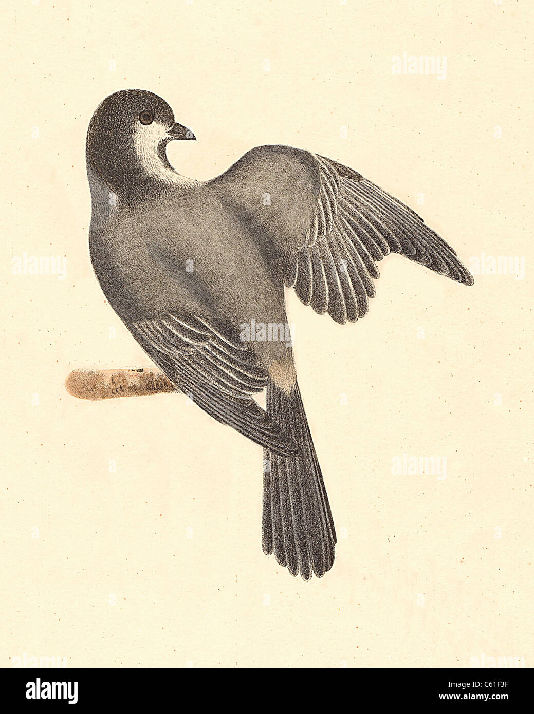 The Blackcap Tit, Black-capped Chickadee (Parus atricapillus, Poecile ...