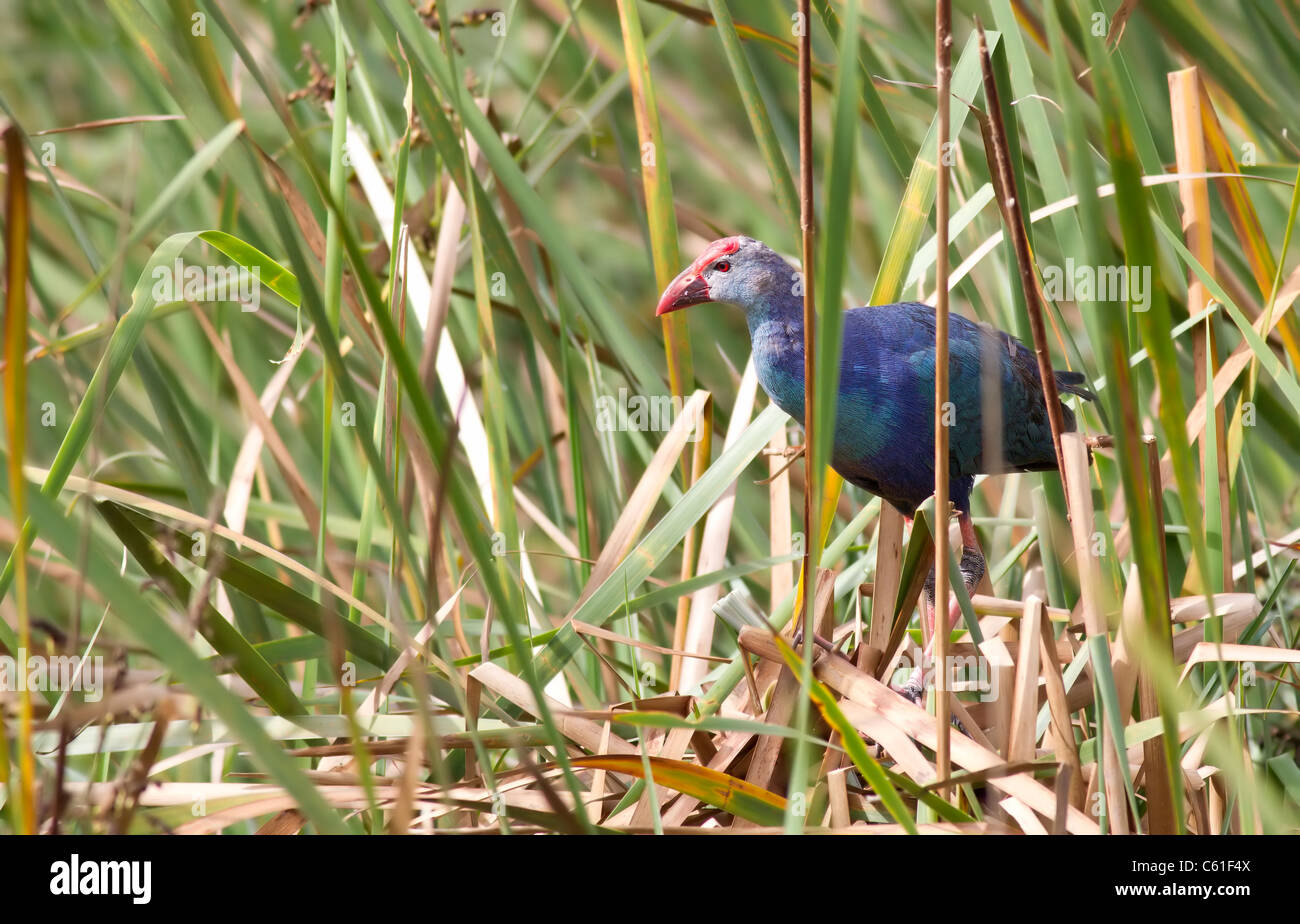 A purple moorhen standing amidst reeds Stock Photo - Alamy