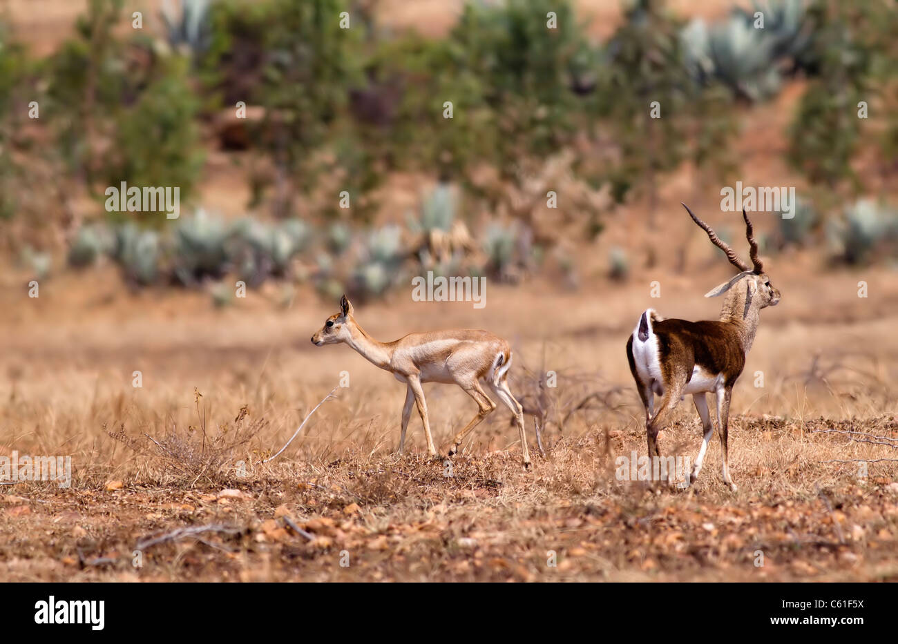 Black buck hi-res stock photography and images - Alamy