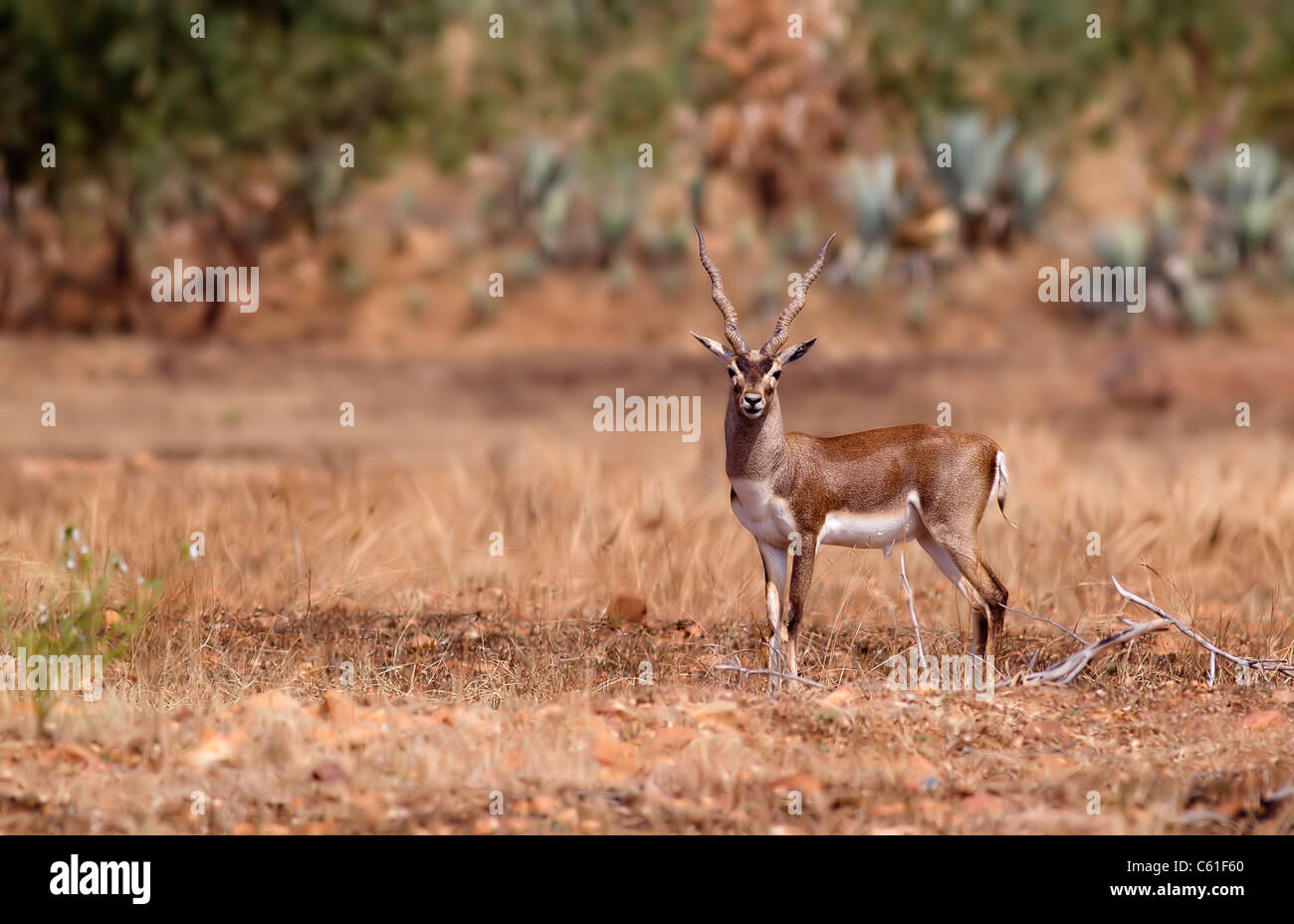 A male black buck standing amidst dry grassland Stock Photo - Alamy