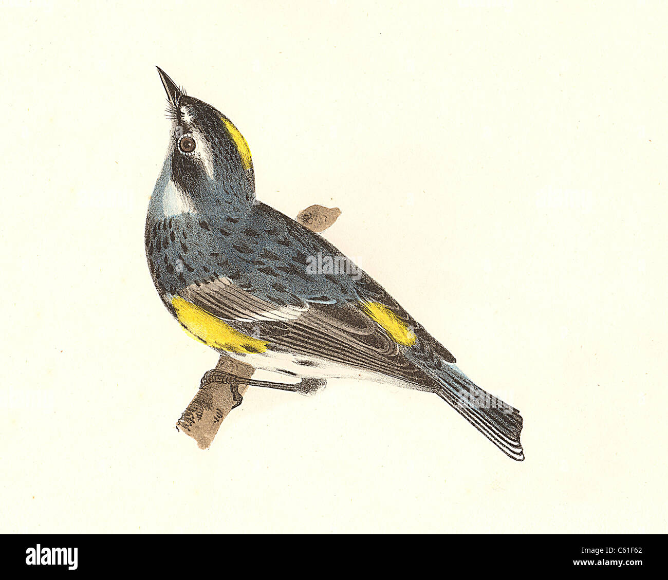 The Myrtle-Bird, Yellow-Rumped Warbler, Myrtle Warbler (Sylvicola ...