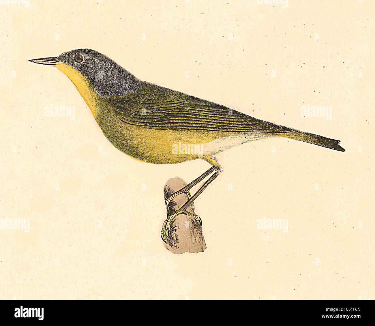 The Red-poll Warbler, Palm Warbler (Sylvicola rubricapilla, Setophaga ...