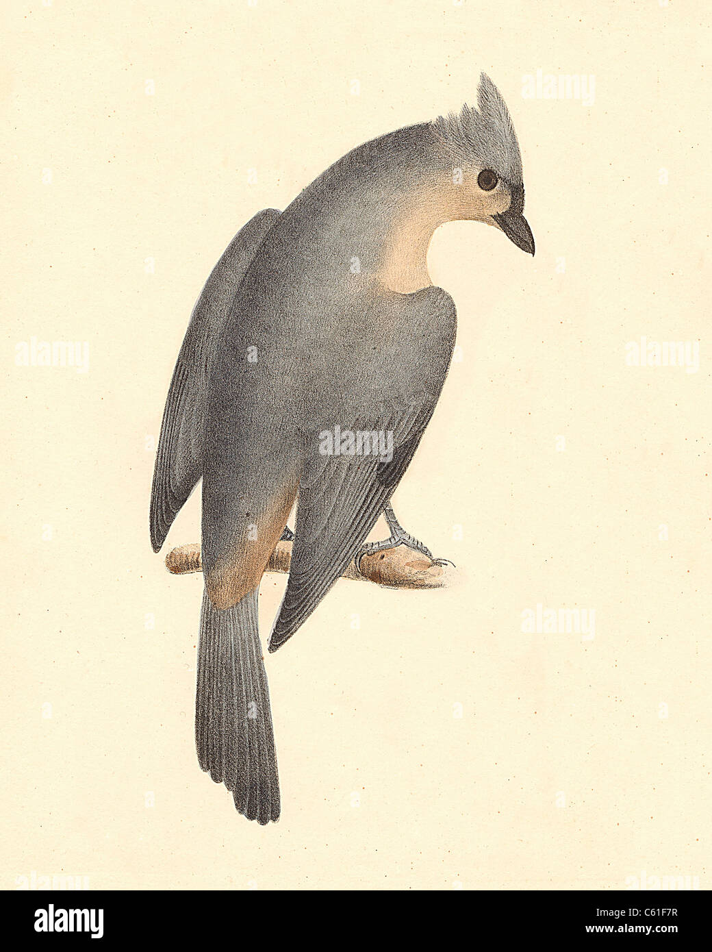 The Crested Tit or Tufted Titmouse (Parus bicolor, Baeolophus bicolor ...