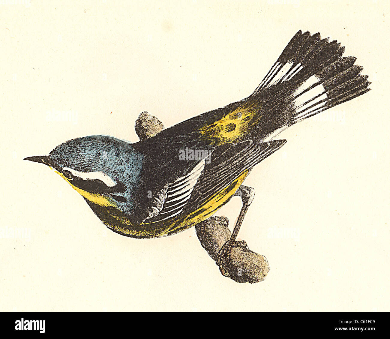 The Spotted Warbler, Magnolia Warbler, Black-and-Yellow Warbler ...