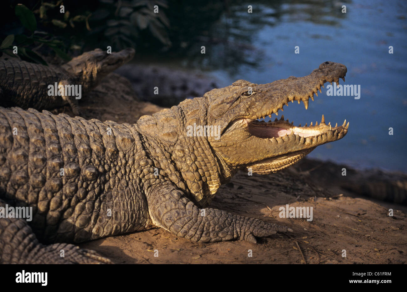 Our crocodile hi-res stock photography and images - Alamy