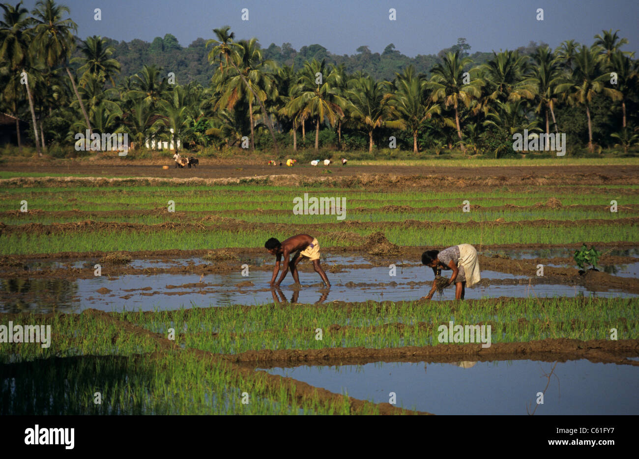 Paddy field goa hi-res stock photography and images - Alamy