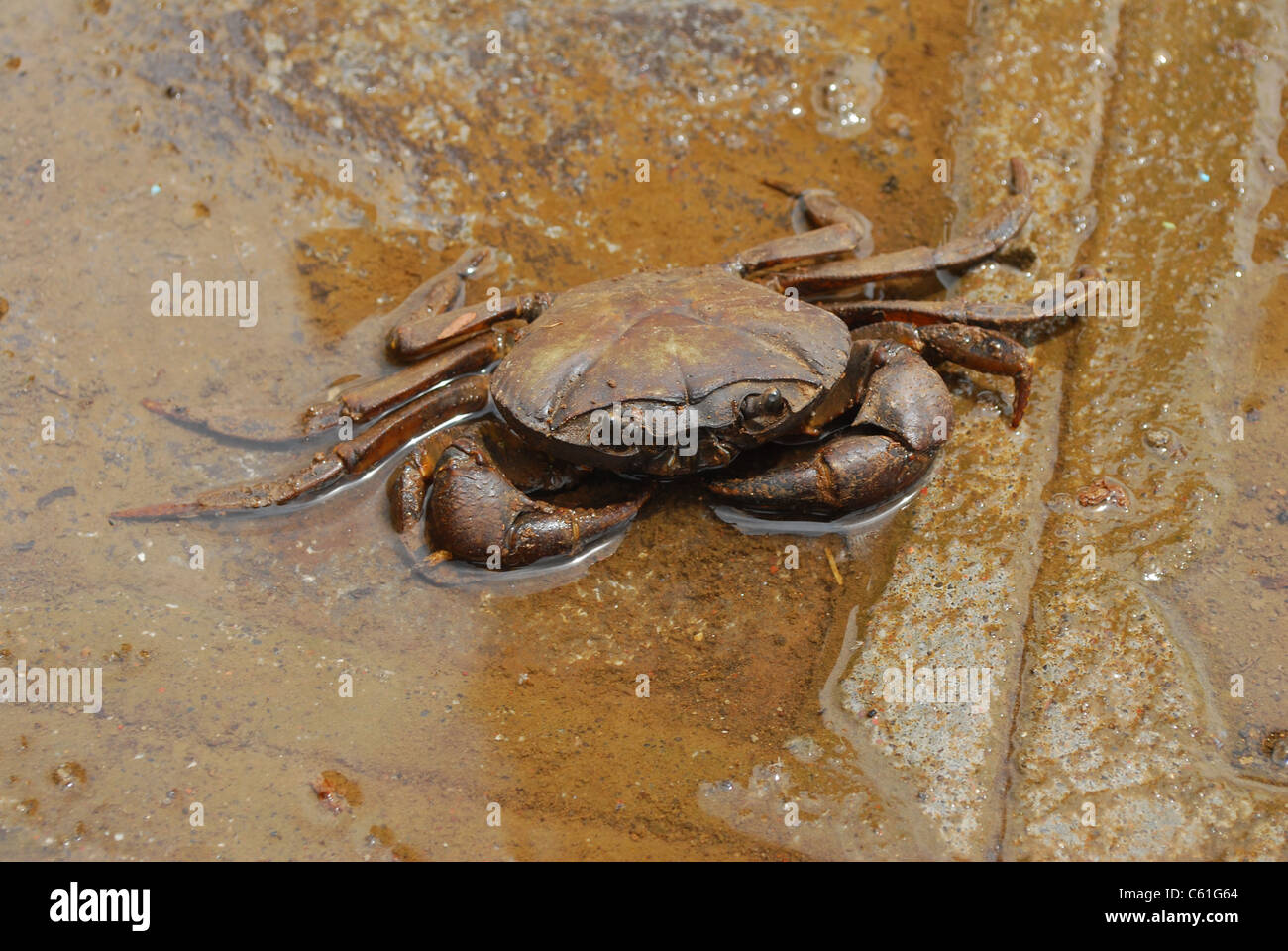 Swim crab hi-res stock photography and images - Alamy
