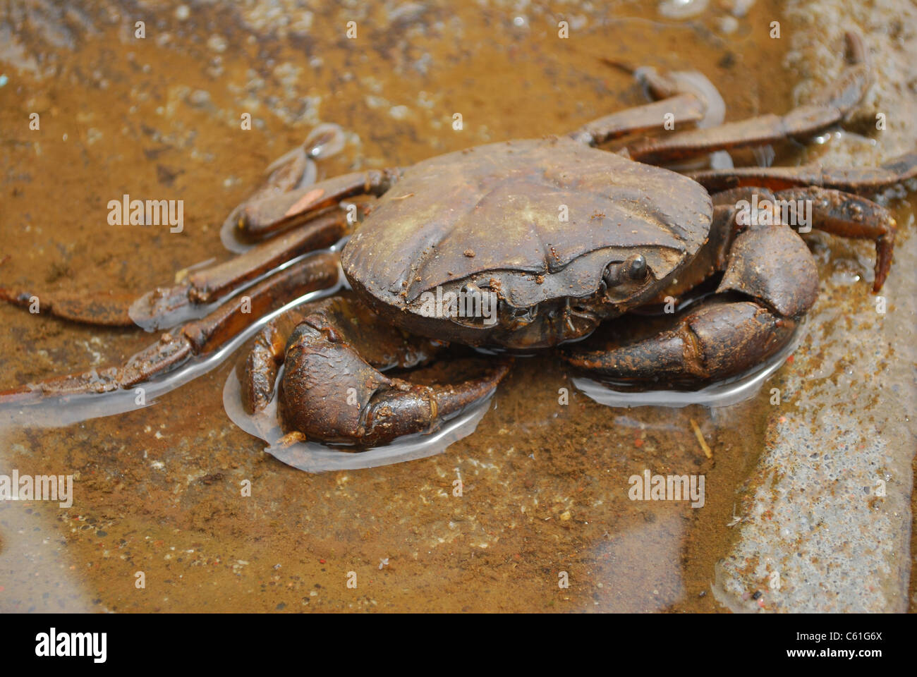 Sea wild life crab hi-res stock photography and images - Alamy