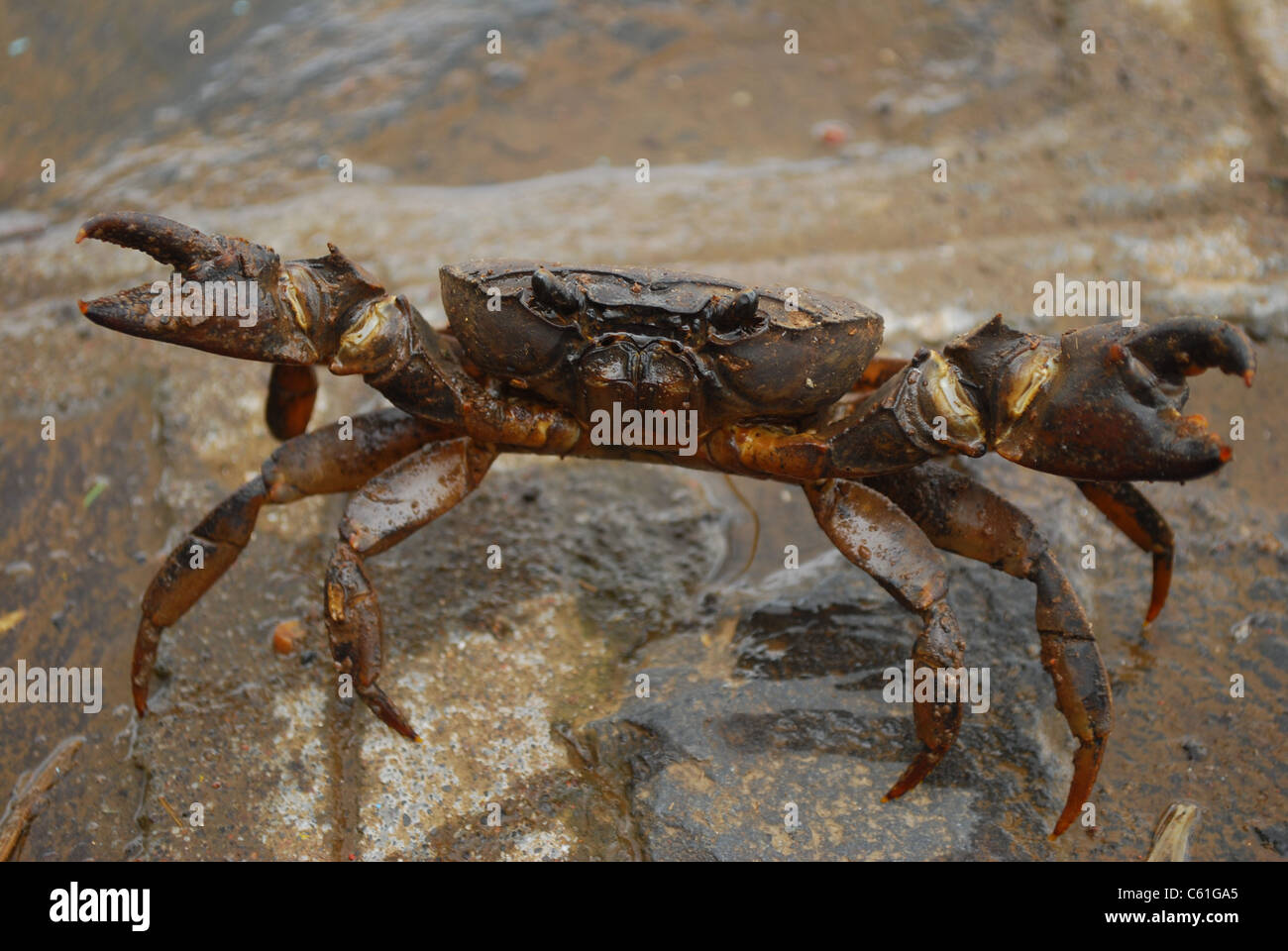 Crab close up hi-res stock photography and images - Alamy