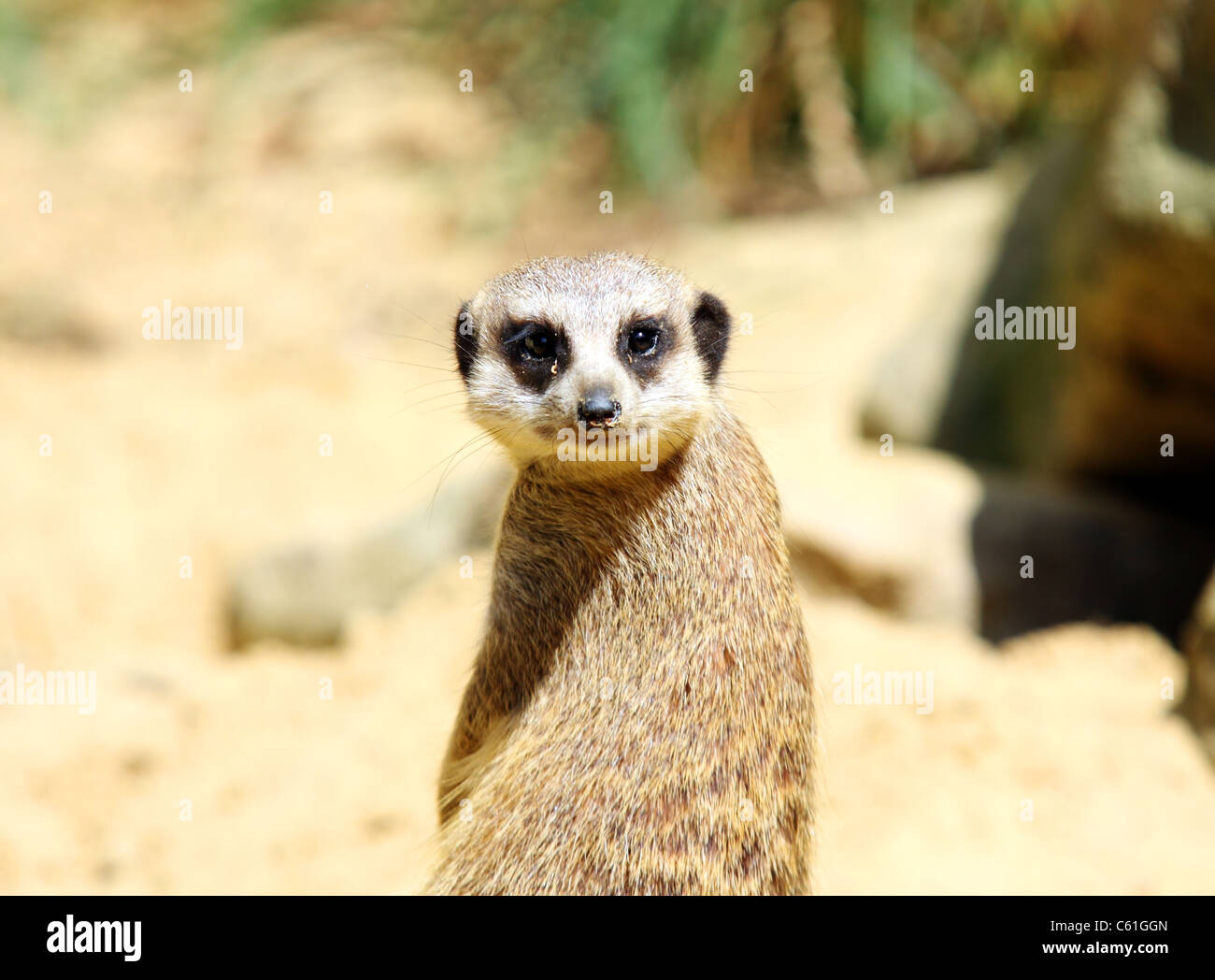 cute meerkat portrait close up Stock Photo - Alamy