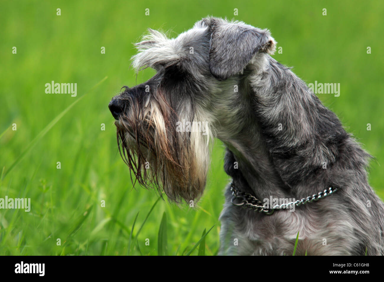 Salt and pepper schnauzer hi-res stock photography and images - Alamy