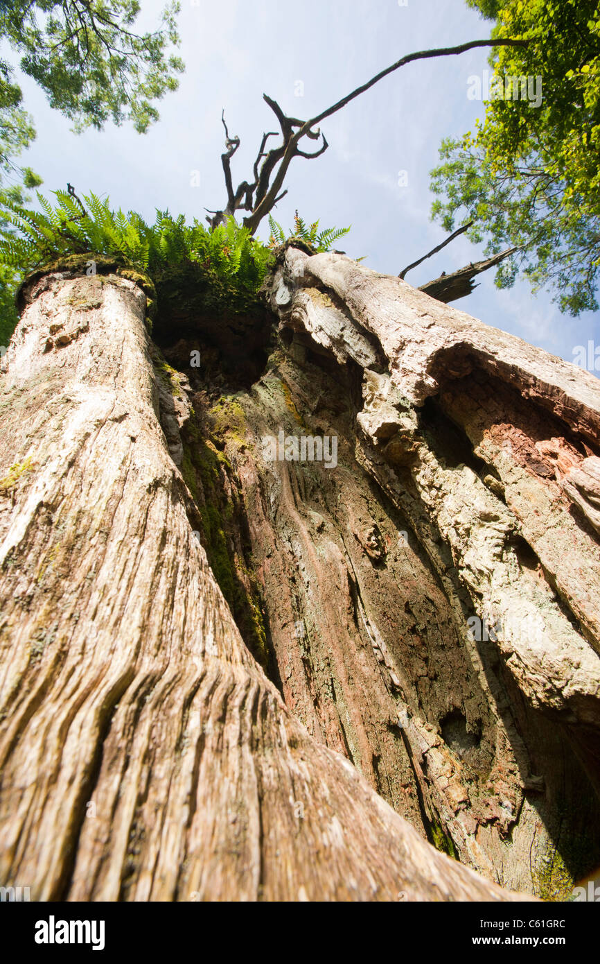 A dead rotting tree near Ambleside, Lake District, UK Stock Photo - Alamy