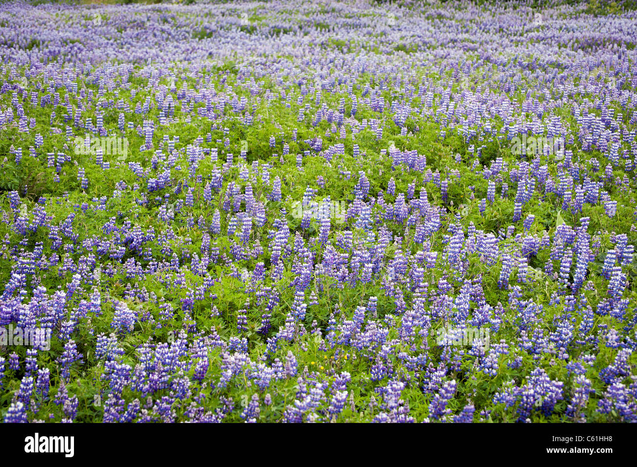 field full of lupine flowers Stock Photo - Alamy