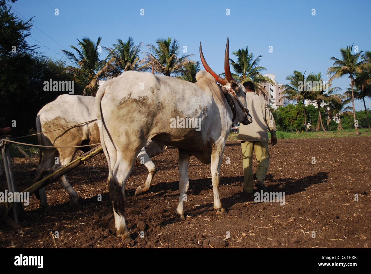 farmer and bullock cart Stock Photo - Alamy