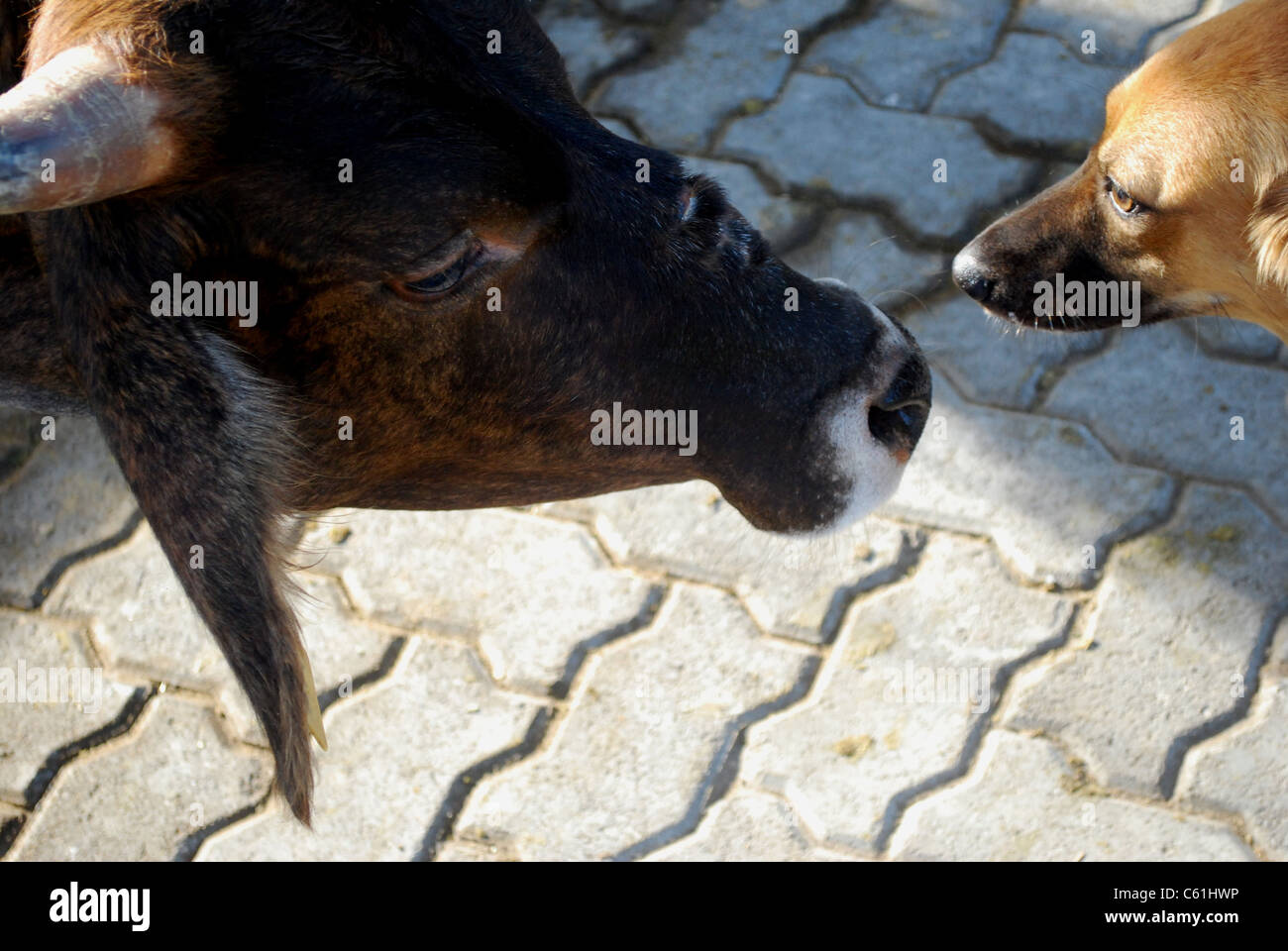 Cow dog hi-res stock photography and images - Alamy