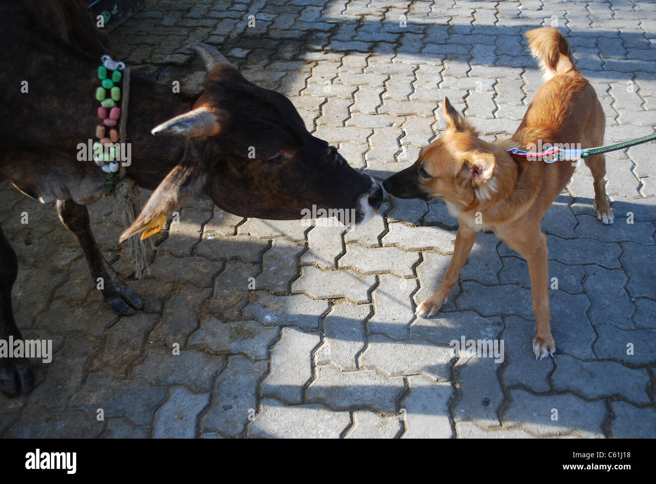 cow and dog Stock Photo - Alamy