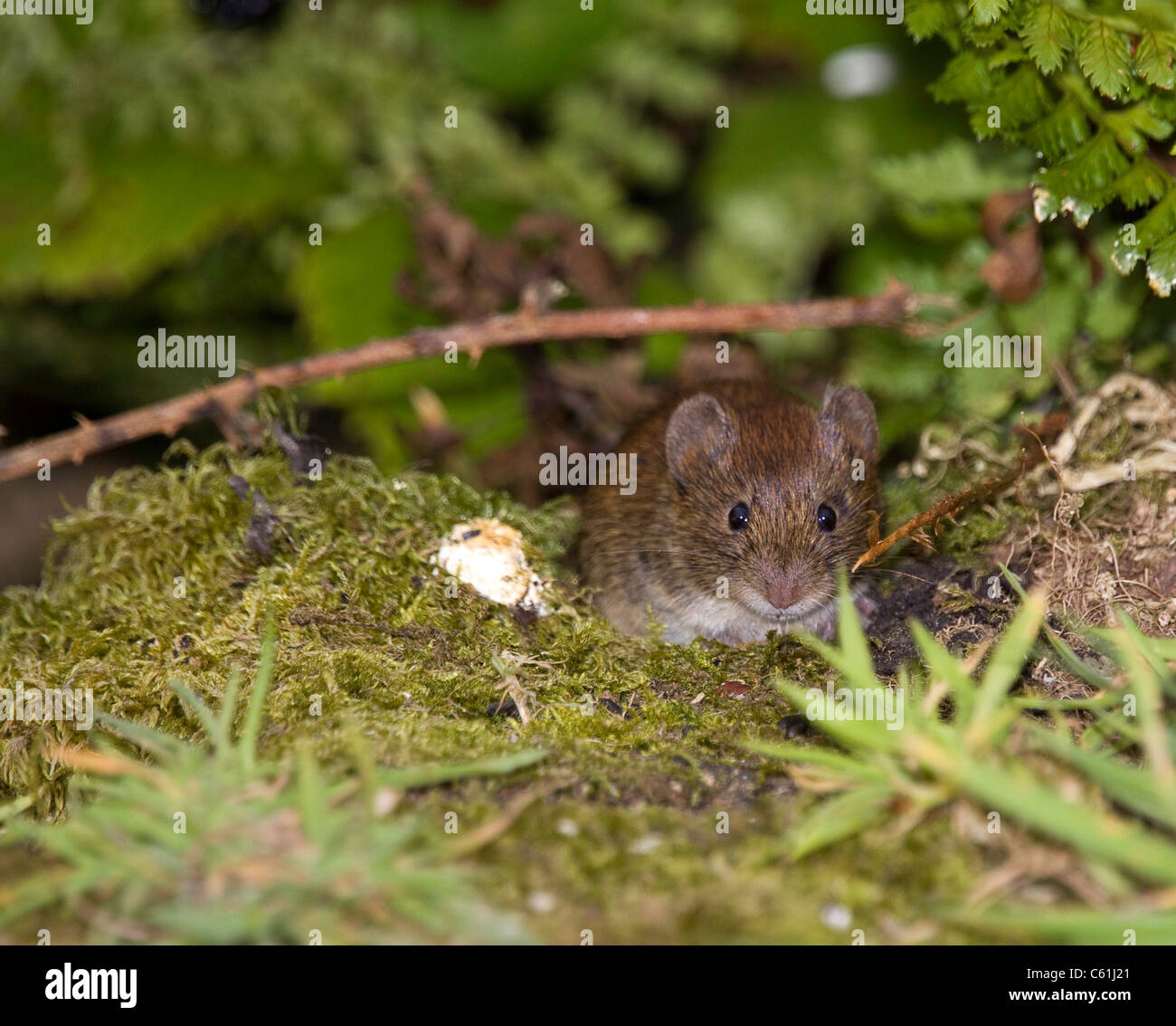 Apodemus sylvaticus, wood mouse on a mossy tree stump, close up with ...