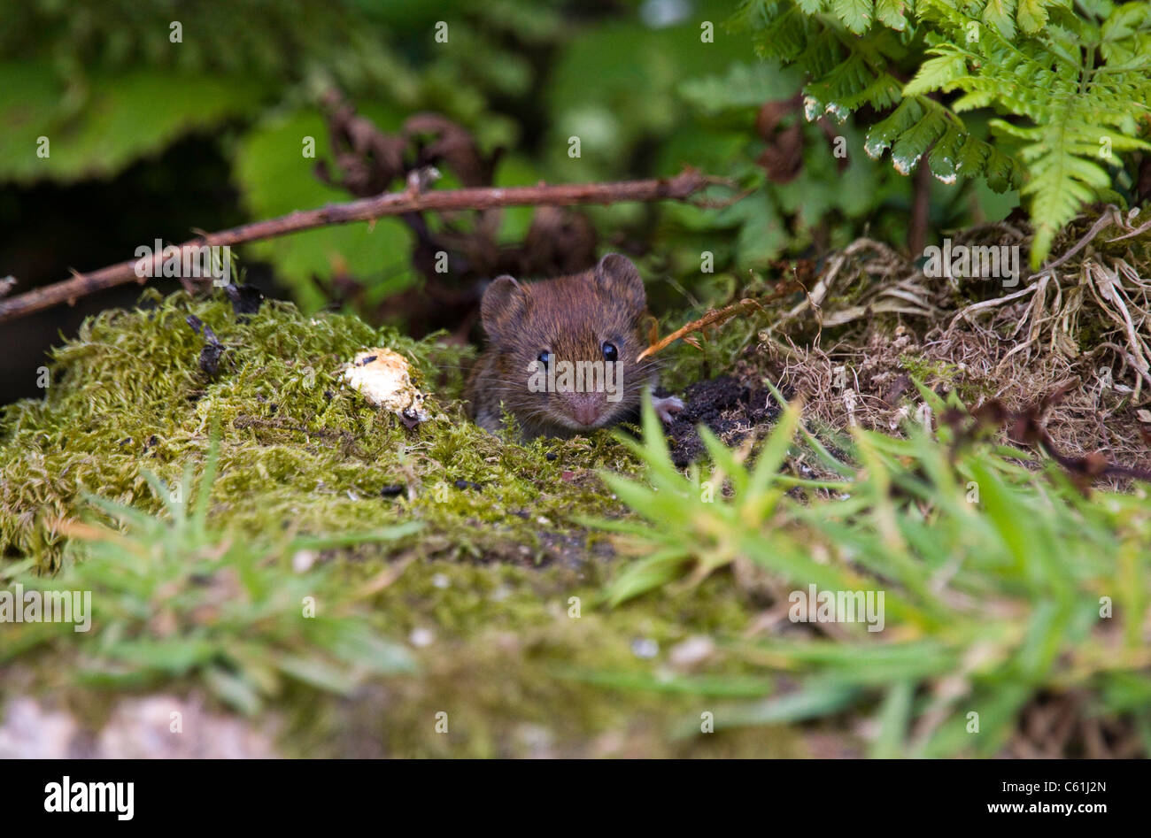 Apodemus sylvaticus, wood mouse on a mossy tree stump, close up with ...