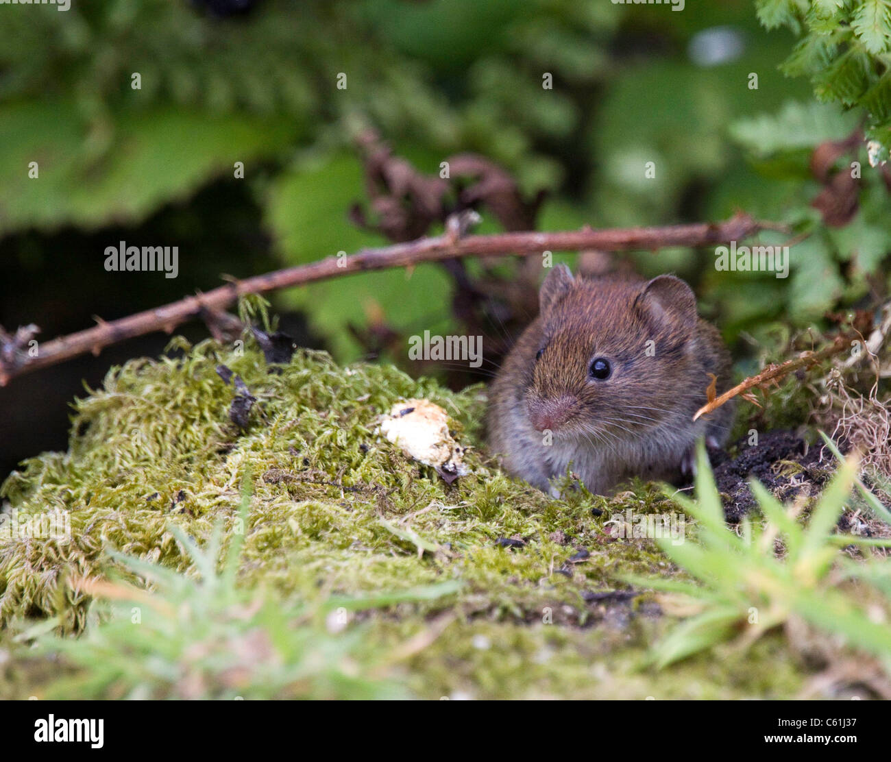 Apodemus sylvaticus, wood mouse on a mossy tree stump, close up with ...