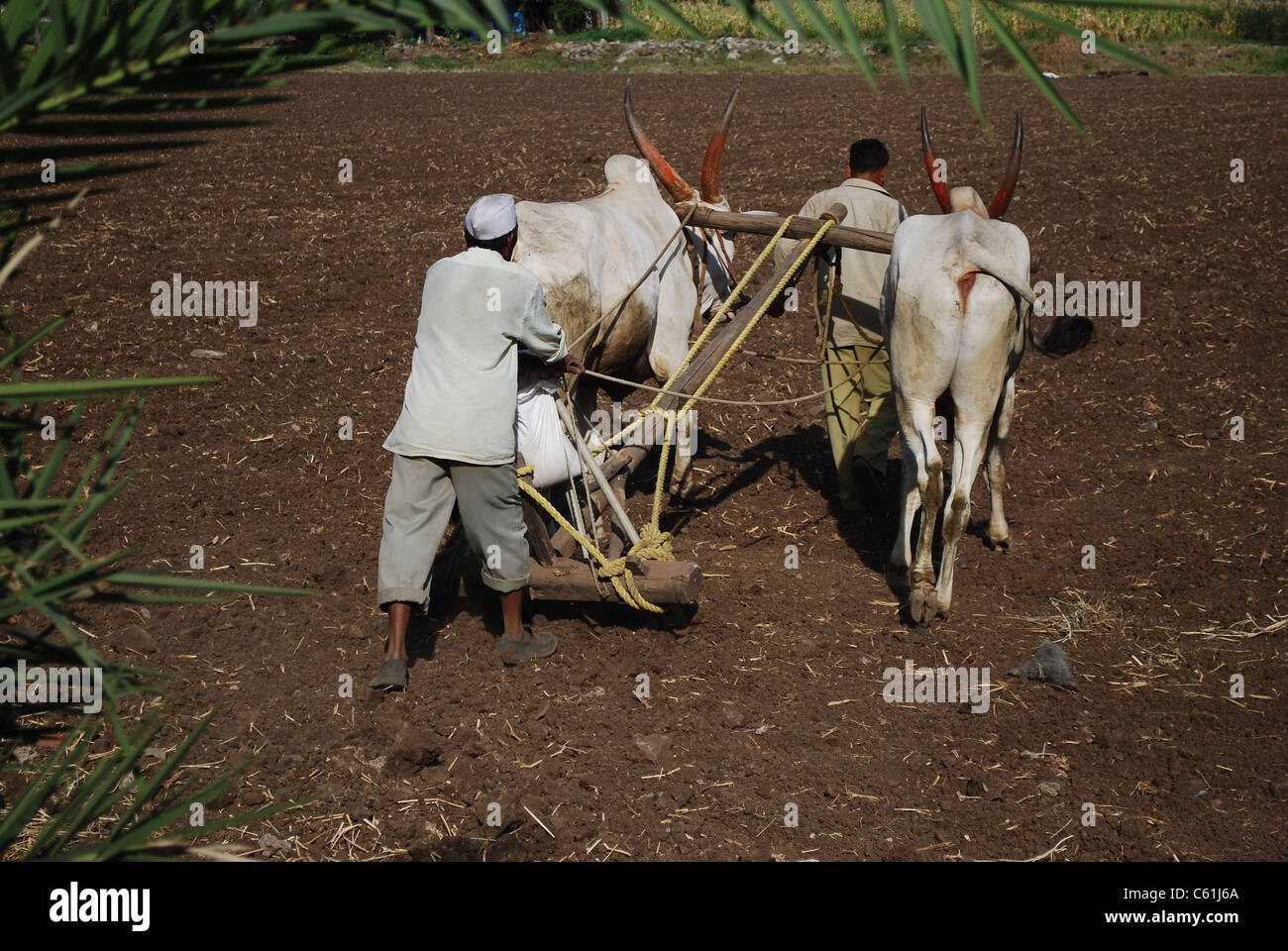 farmer and bullock cart Stock Photo - Alamy