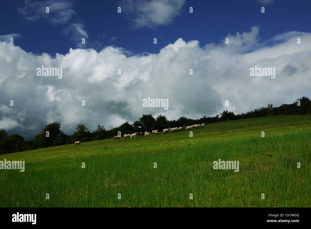 Sheep on a slanted field walking up struggling Stock Photo - Alamy