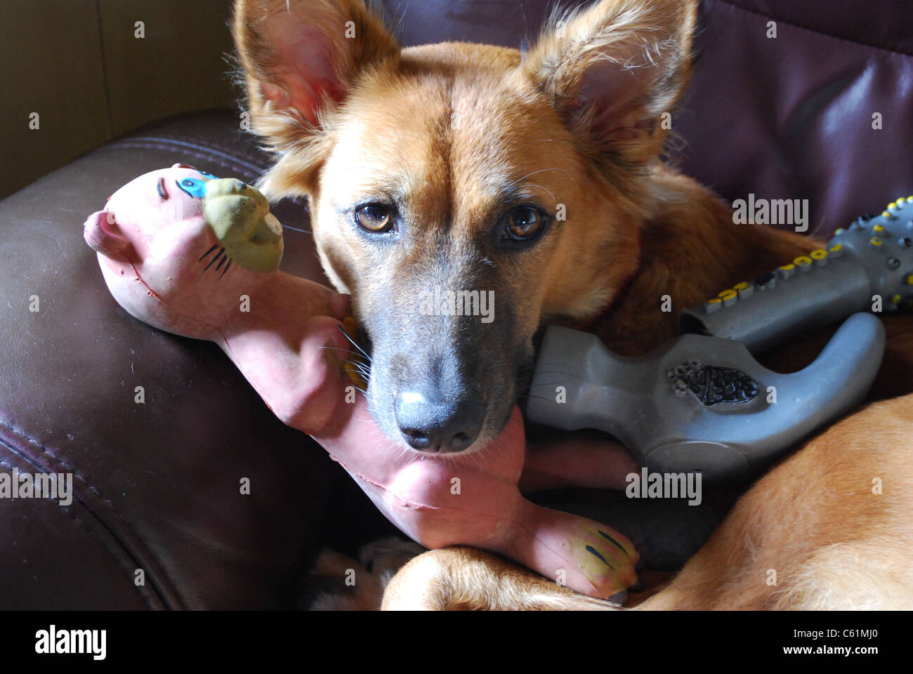 Honest dog hi-res stock photography and images - Alamy