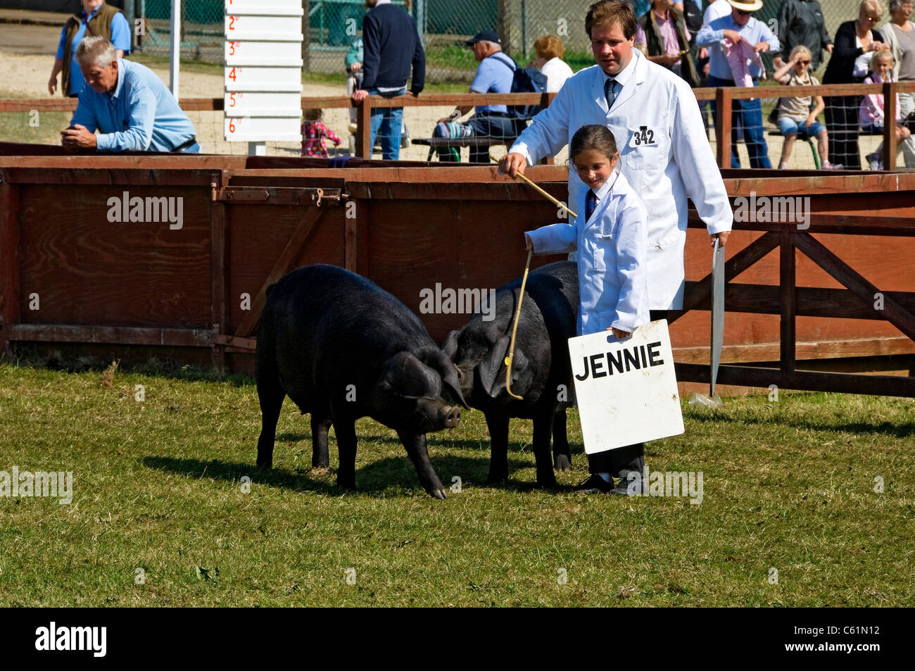 Prize pigs hi-res stock photography and images - Alamy