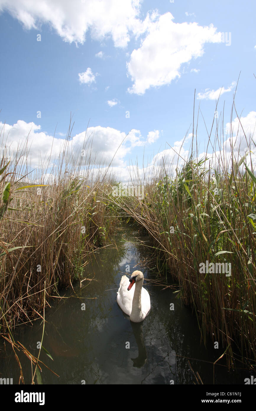 Swan in reed bed Stock Photo - Alamy