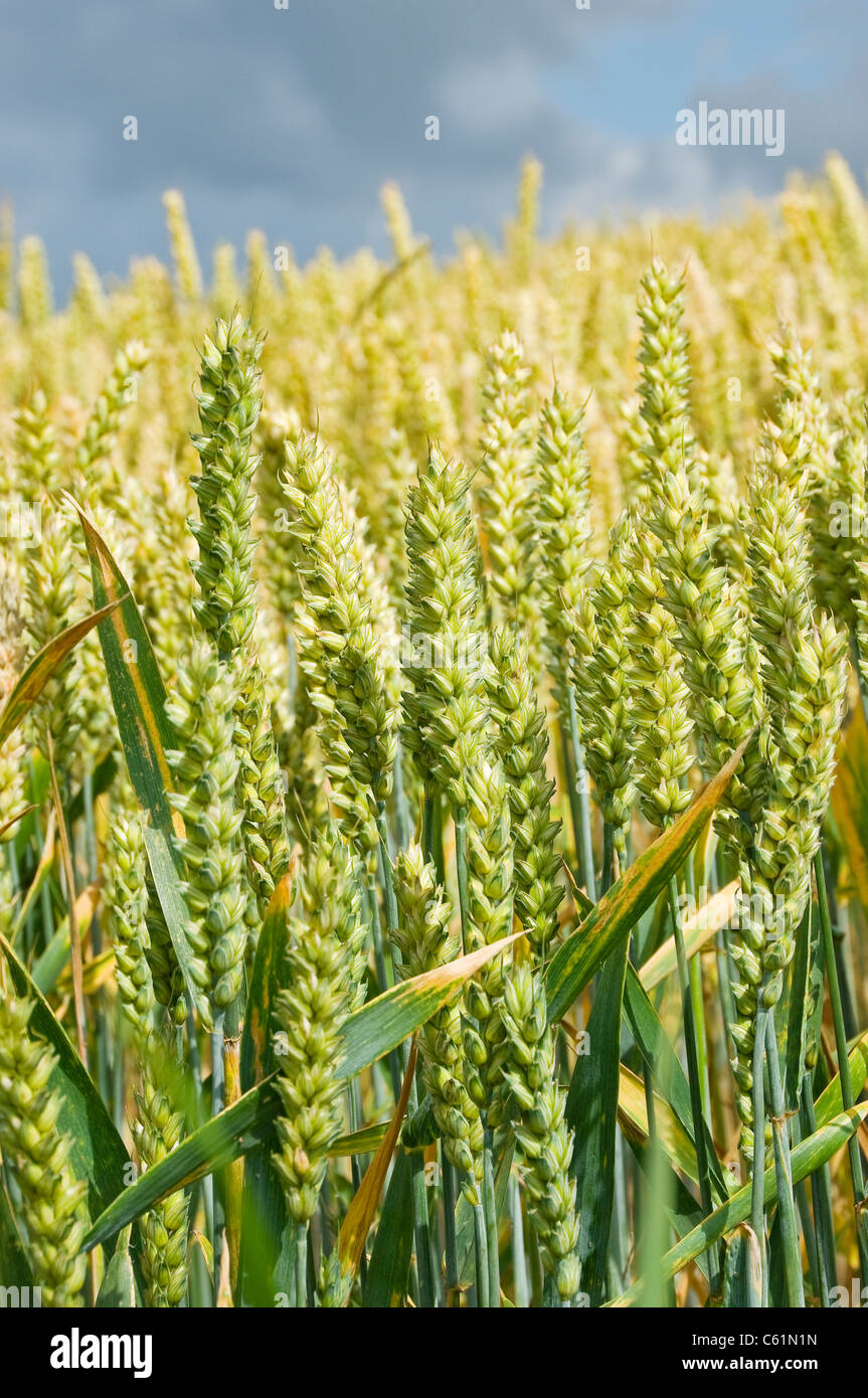 Wheat Field Uk Harvest Stock Photos & Wheat Field Uk Harvest Stock ...