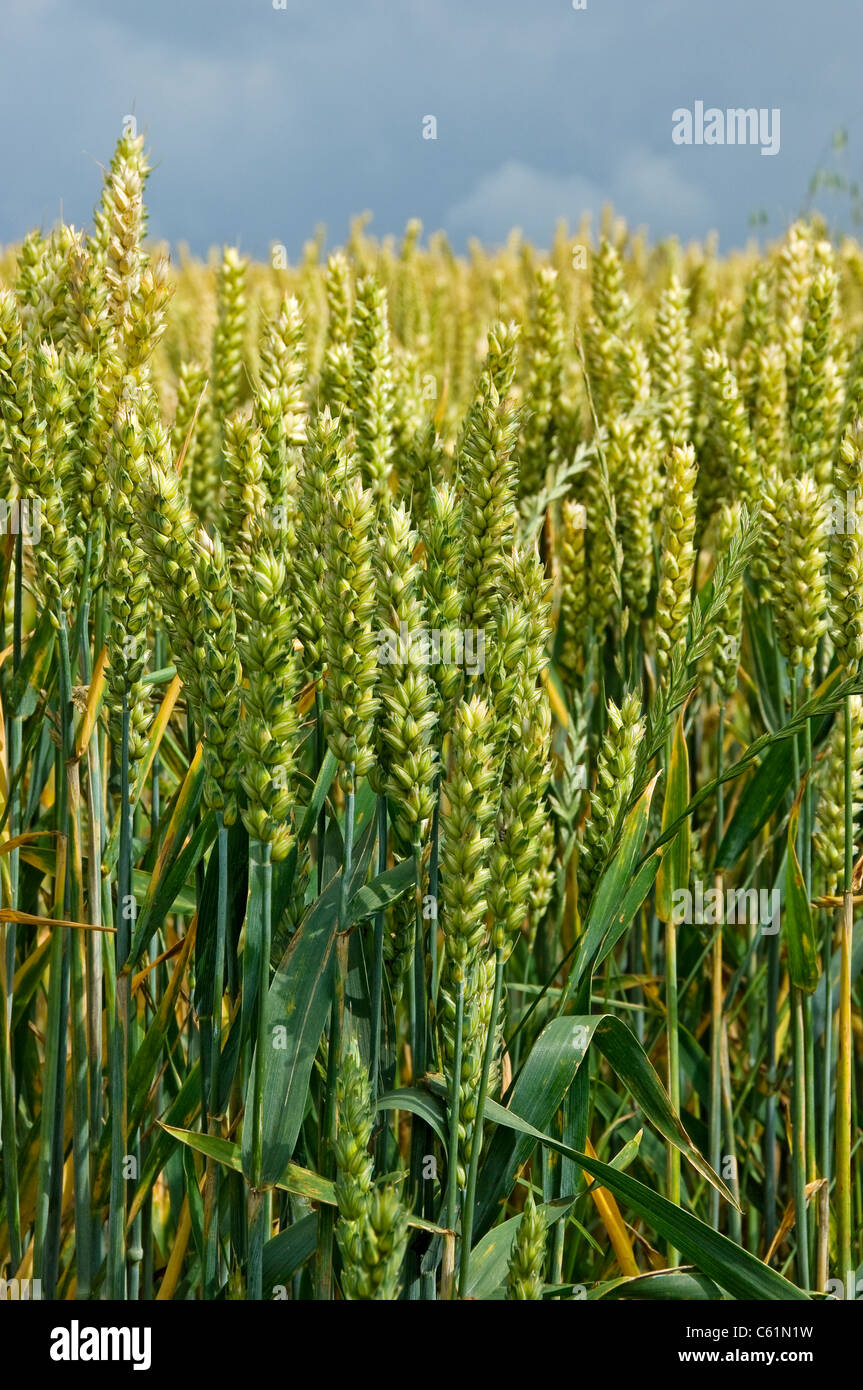 Growing Crops Field Uk High Resolution Stock Photography and Images - Alamy