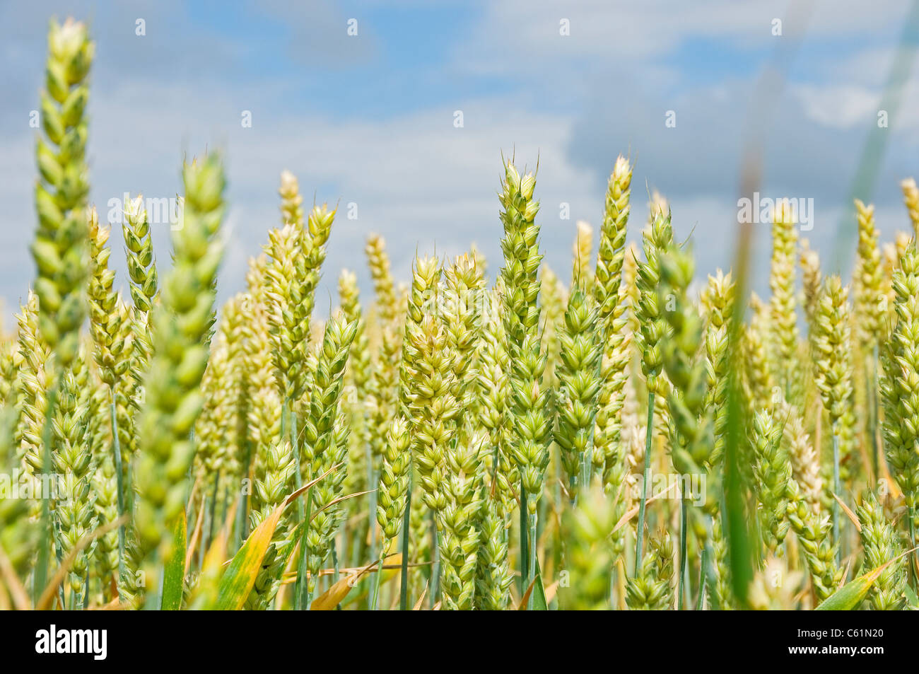 Uk farming agriculture hi-res stock photography and images - Alamy