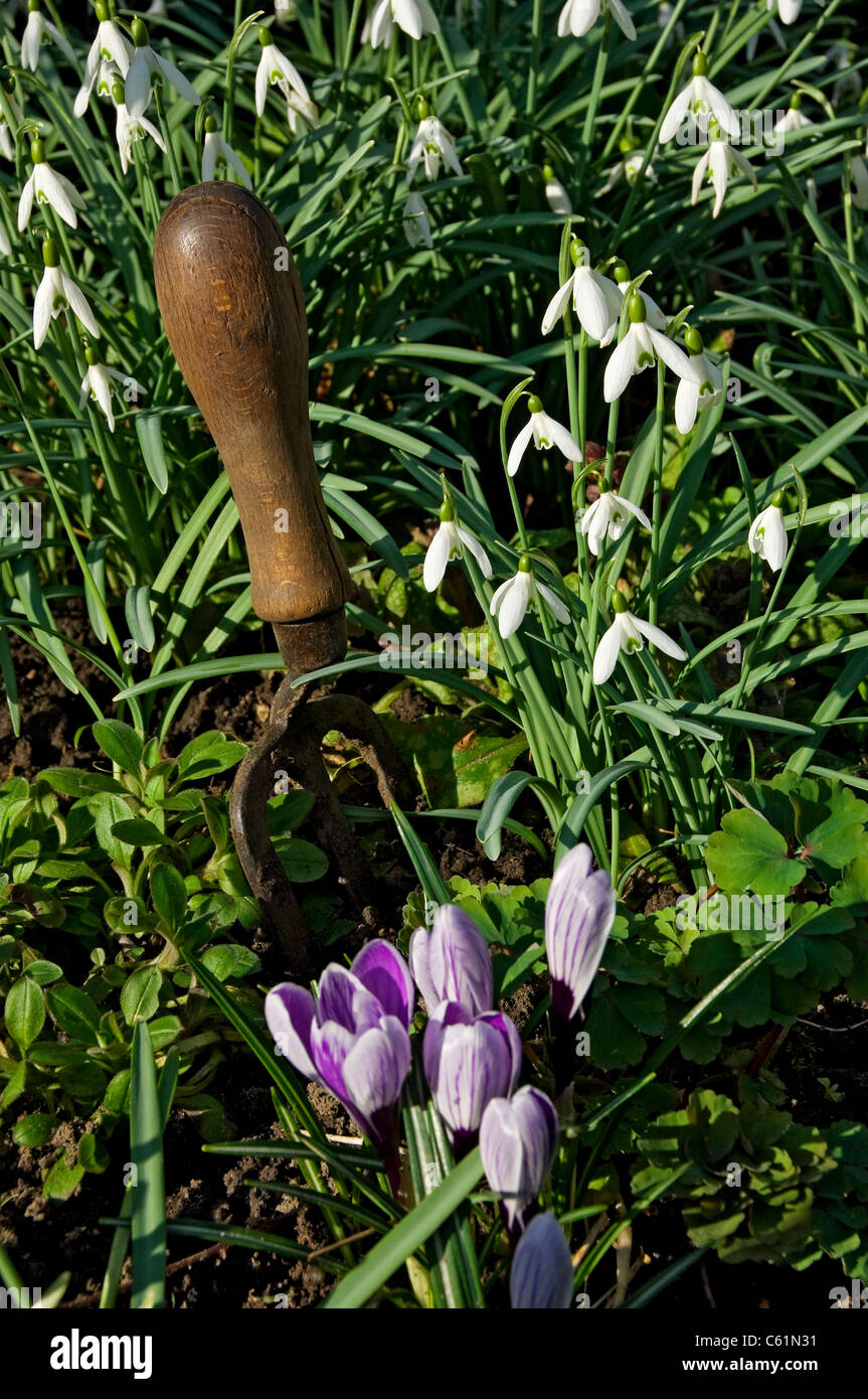 Purple snowdrops growing in spring hi-res stock photography and images ...