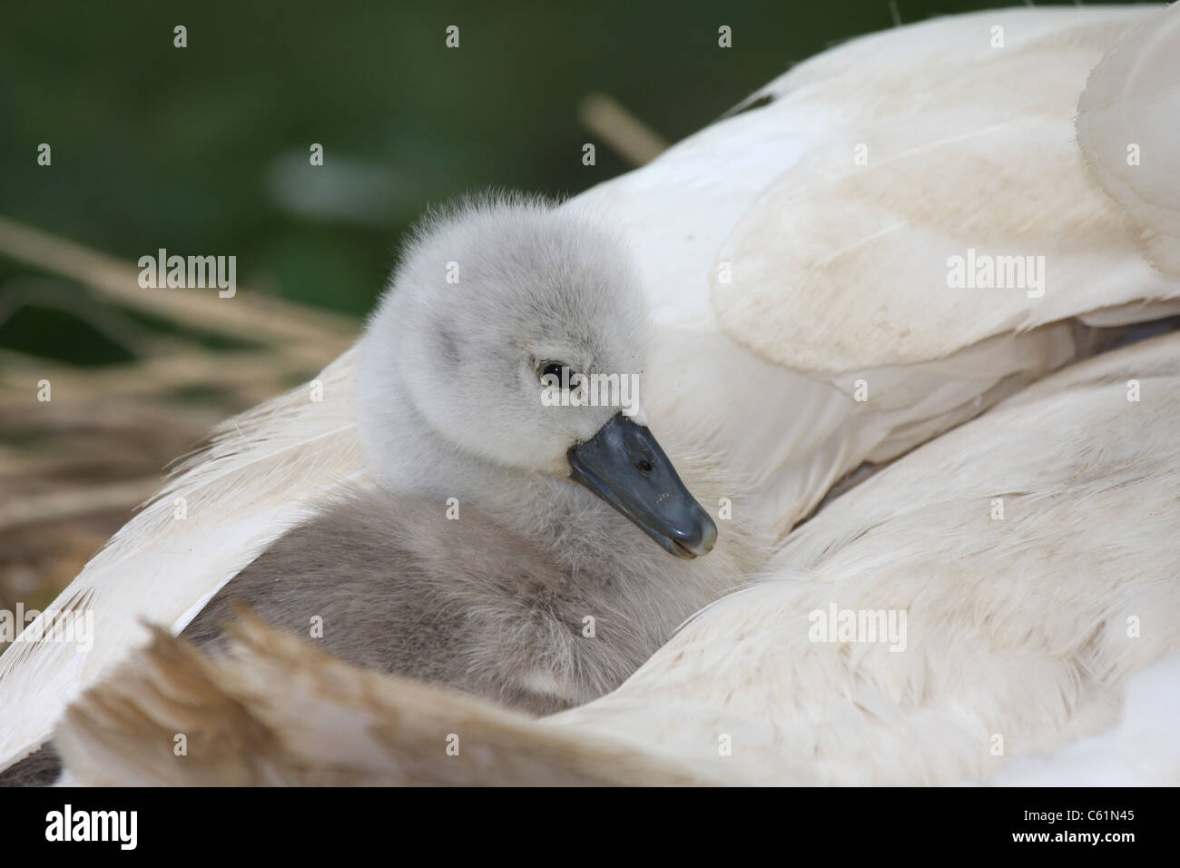 Infant swans hi-res stock photography and images - Alamy