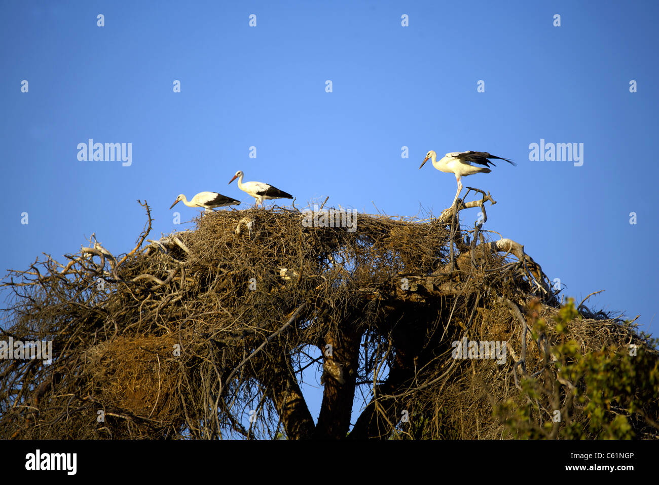White storks (Ciconia ciconia), Extremadura, Spain, Spanish, Iberia ...