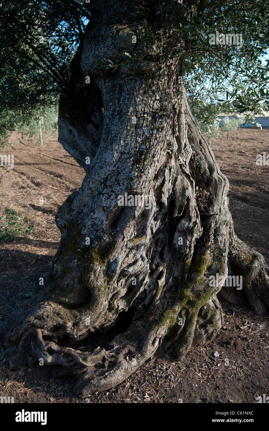 Fruit tree roots hi-res stock photography and images - Alamy