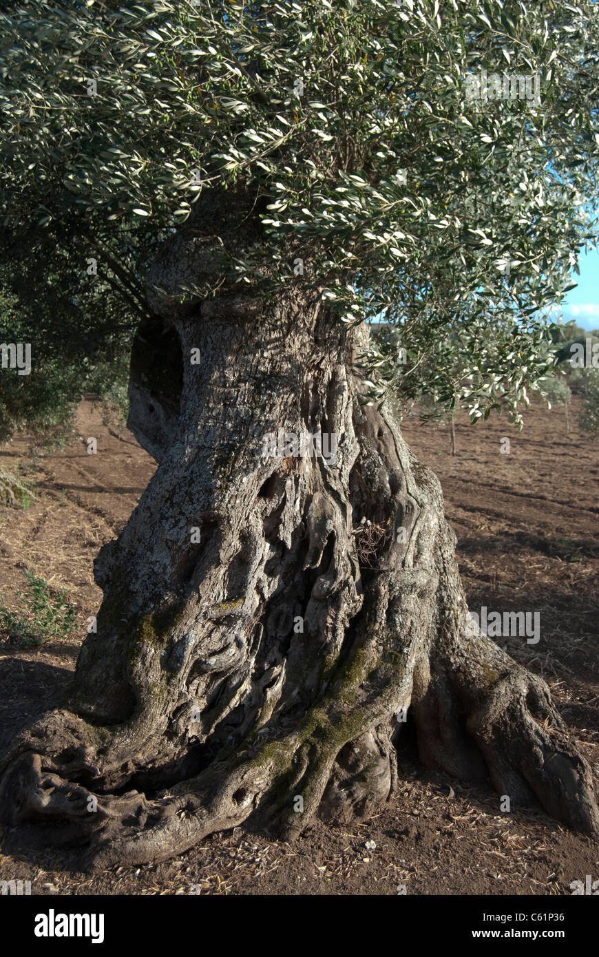 ancient olive tree Stock Photo - Alamy