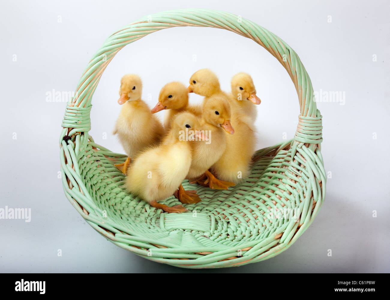 Ducklings in green basket Stock Photo - Alamy