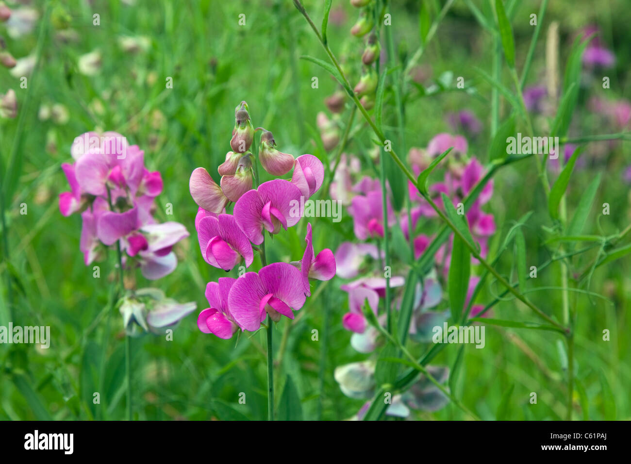 Everlasting Pea Lathyrus sylvestris flowers Stock Photo - Alamy