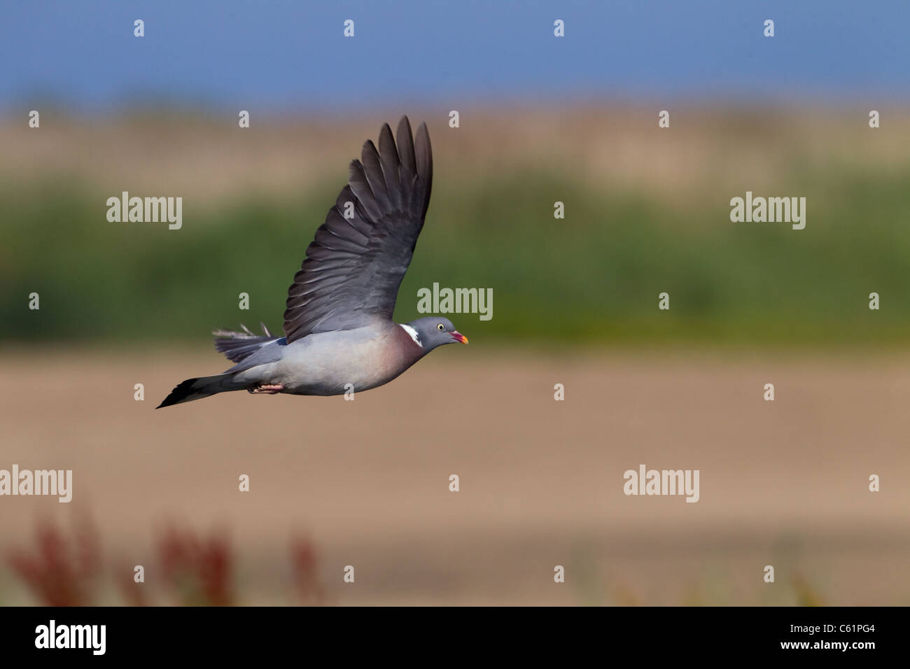 Common widespread species hi-res stock photography and images - Alamy